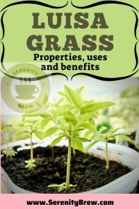 Luisa grass: properties, uses and benefits - Serenity Brew