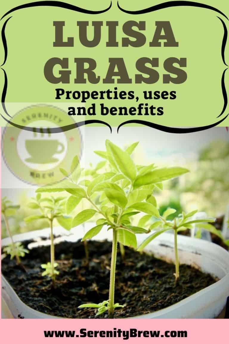 Luisa grass: properties, uses and benefits - Serenity Brew