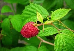 What is raspberry leaf tea? Flavor, uses and recipes - Serenity Brew